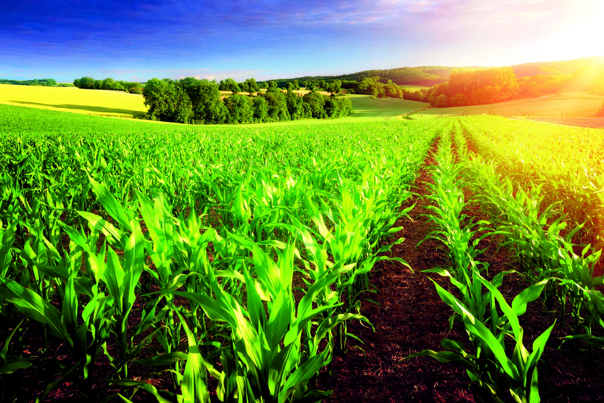 Global Trends | Nutrition | Covestro