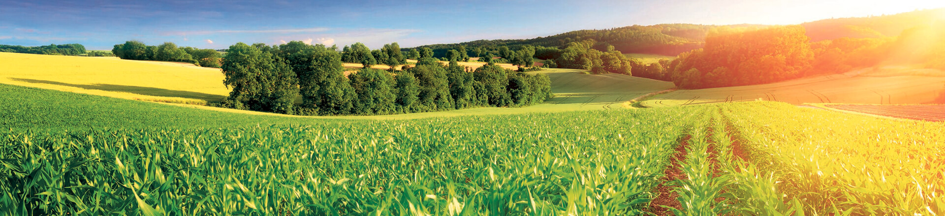 Alternative raw materials as future resources | Covestro | Covestro AG